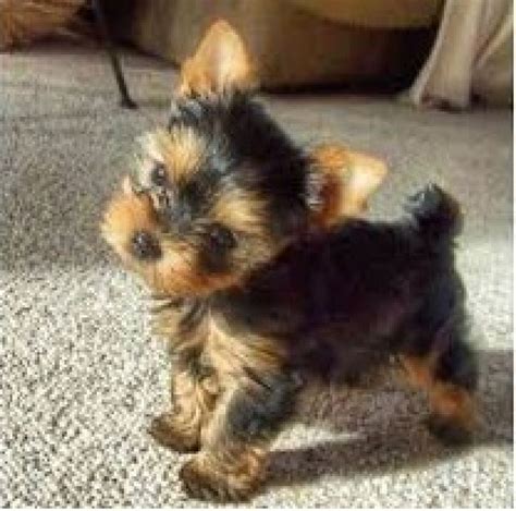 Teacup Yorkie Drawing At Shenika Stutler Blog