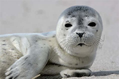 Harbour Seal Behaviour