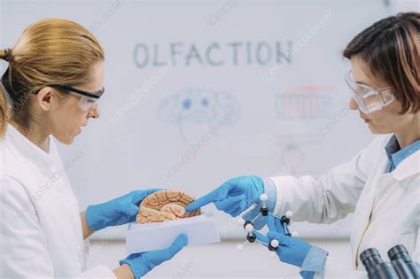 Sense Of Smell Research Conceptual Image Stock Image F0375489