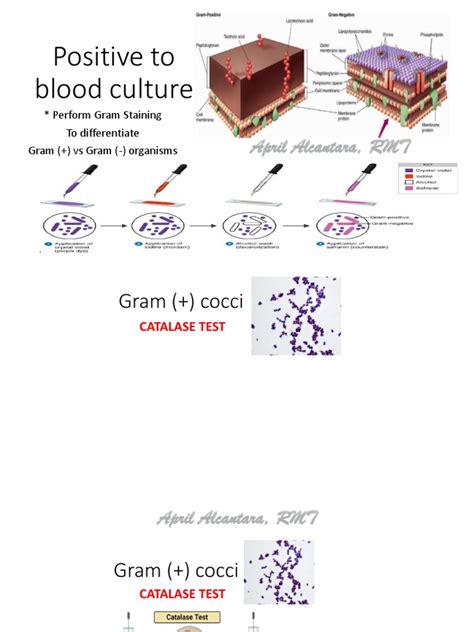Staph And Strep Summary Pdf Staphylococcus Organisms