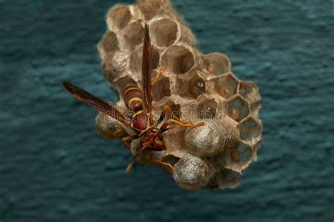 Close Up Of A Wasp On Its Honeycomb Structure In A Natural Setting