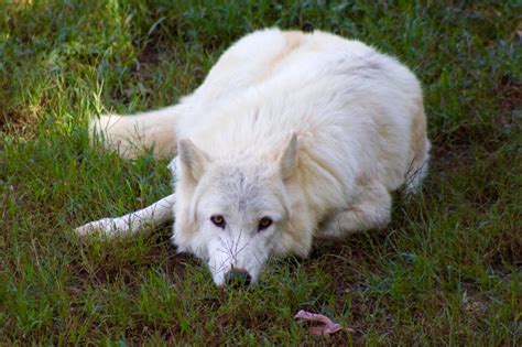 Grass Wolf Wild Free Photos On