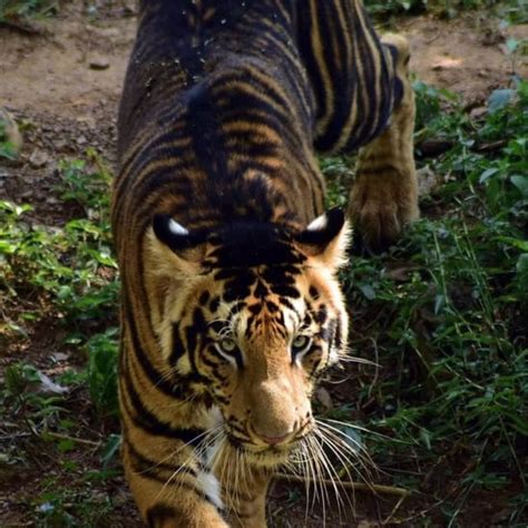 Rare Black Tigers Spotted In Nandankanan National Park