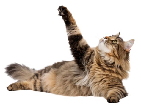 Cat Scratch Pngs For Free Download