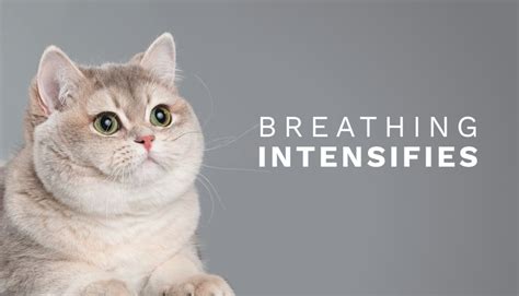 Support For Generating With Webpack · Issue 260 · Aureliacli · Github