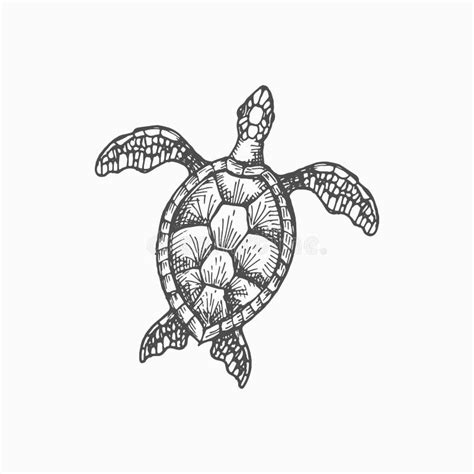 Sketch Turtle Isolated Wood Tortoise Sea Reptile Stock Illustration