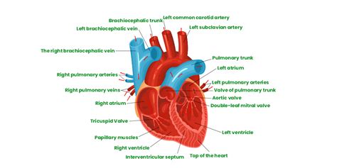 Diagram Of Heart Geeksforgeeks