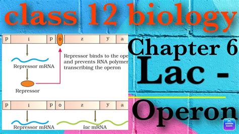 The Lac Operon Class 12 Genetics Molecular Basis Of Inheritance Youtube