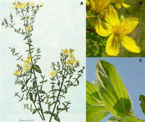 Aerial Parts Of Hypericum Perforatum L A And A Closer View Of The