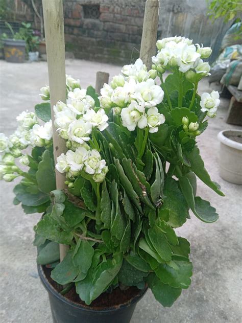 বন্ধুদের হাত