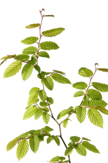 Cutout Tree PNG Transparent Images Free Download Vector Files Pngtree