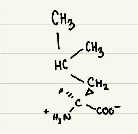 Amino Acids Flashcards Quizlet