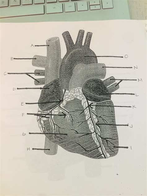 External Heart Anatomy Diagram Quizlet