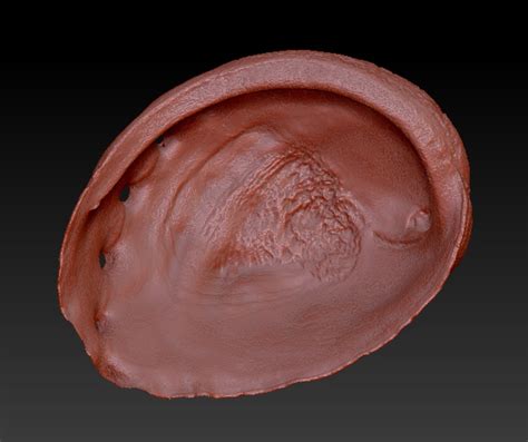 Stl File Abalone Shell For 3d Print 🐚 ・3d Printing Model To Download・cults Stl File Abalone Shell For 3d Print 🐚 ・3d Printing Model To Download・cults