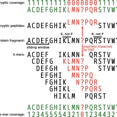 Impact Of A Single Nucleotide Polymorphism SNP On The Peptide Download Scientific Diagram
