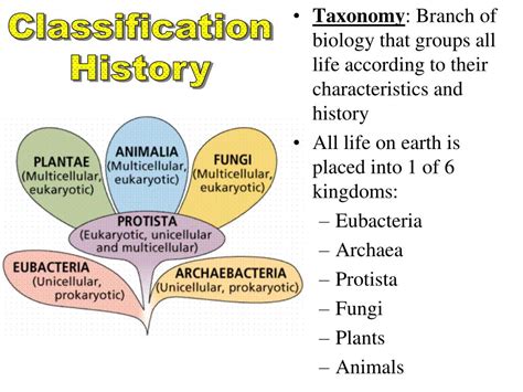 Ppt Topic 1 Classification Powerpoint Presentation Free Download Id 2354090
