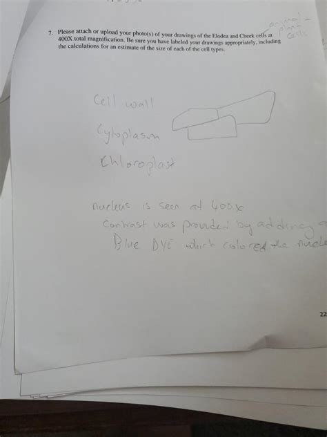 Solved Smear Of Human Cheek Epithelial Cells Observe The