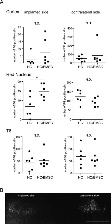 Quantification Of Retrograde Neuronal Tracing 4 Weeks After