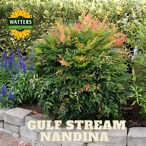 Gulf Stream Nandina 2gal Watters Garden Center