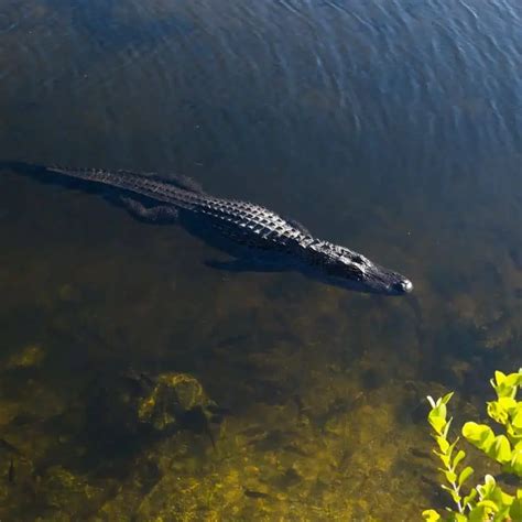 Do Alligators Hibernate Solved Leo Zoo