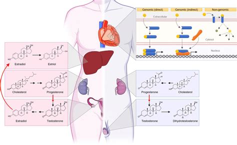 Cholesterol Hormone Chart