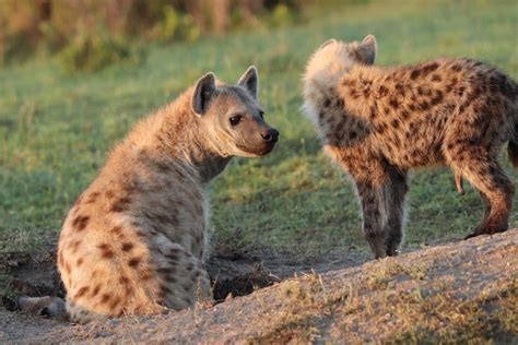 Hyenas Seen Sharing Their Dens With Porcupines And Warthogs New Scientist