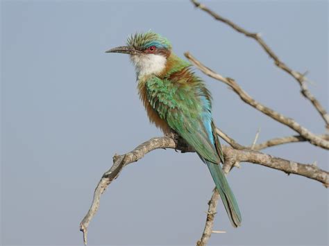 Somali Bee Eater Merops Revoilii Birds Of The World