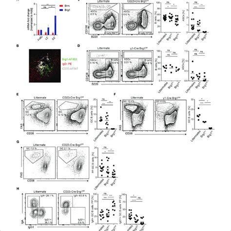 Chd4 Promotes B Cell Proliferation Download Scientific Diagram