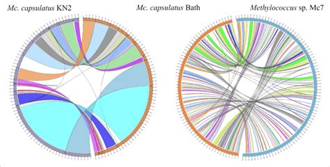 Visualization Of Synteny Blocks Between Methylococcus Capsulatus
