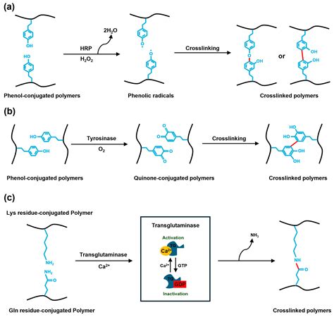 Biomedical Application Of Enzymatically Crosslinked Injectable Hydrogels
