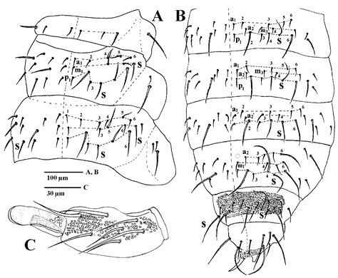 Figure 4 In Redescription Of Hypogastrura Gracilis Synonymy Of