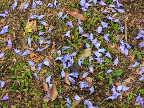 Purple Flowers On Grass Pattern Stock Image Image Of Flowers Park
