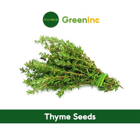 Thyme Seeds 百里香 Herb Seeds From Sg Shopee Singapore