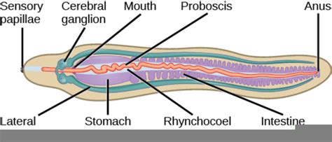 Nematode Nervous System Free Images At Vector Clip Art