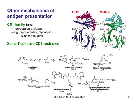 PPT MHC And Antigen Presentation Chapters PowerPoint Presentation ID