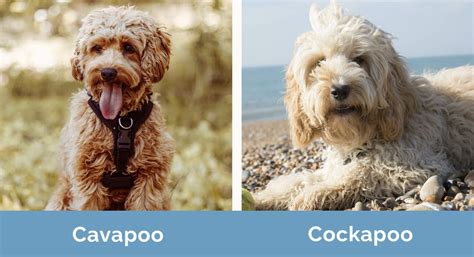 Cavapoo Vs Cockapoo How Are They Different With Pictures Hepper