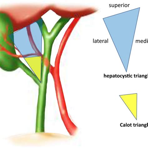 Anatomy Gallbladder Triangle At Jaime Cardenas Blog