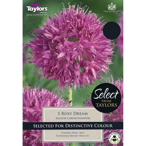 Allium Carolinianum Rosy Dream Windyridge Garden Centre