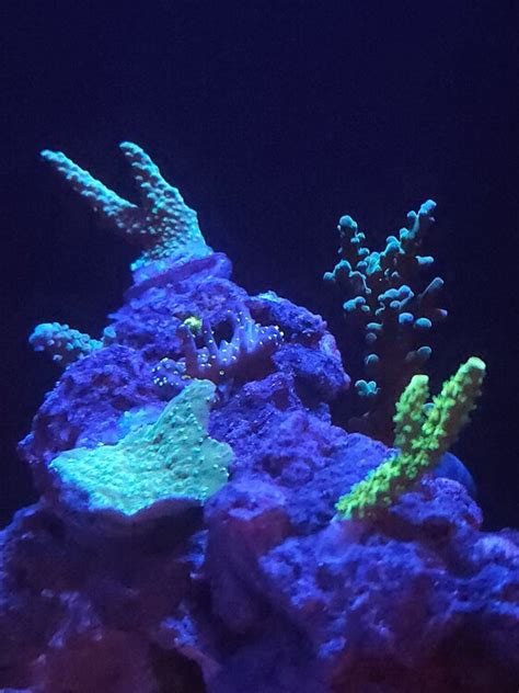 Hello Reef Aio Testing Day Nano Reef Journals Nano Reef Community