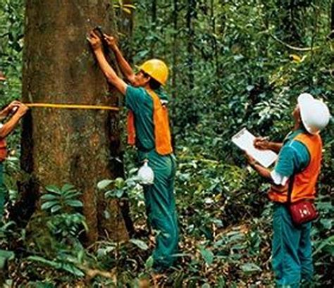 Sustainable Forestry Vs Traditional Logging Which Is Better