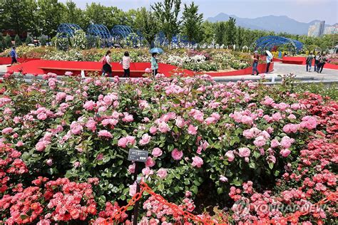 곡성세계장미축제 연합뉴스