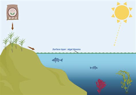 Eutrophication Biorender Science Templates