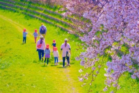 保育園でお花見に行こう！ねらいや楽しい遊び方、注意点を解説 - あるふぁのリアル｜保育園で働く仲間を応援するサイト