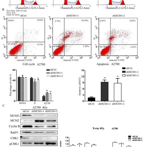 Downregulation Of Mus81 Increases The Sensitivity To X Ray By