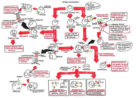 Adaptive Immune System Khan Academy At Doreen Woods Blog