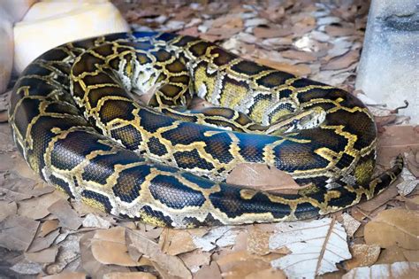 Burmese Python Python Molurus Bivittatus Thailandsnakes Burmese Python Python Molurus Bivittatus Thailandsnakes