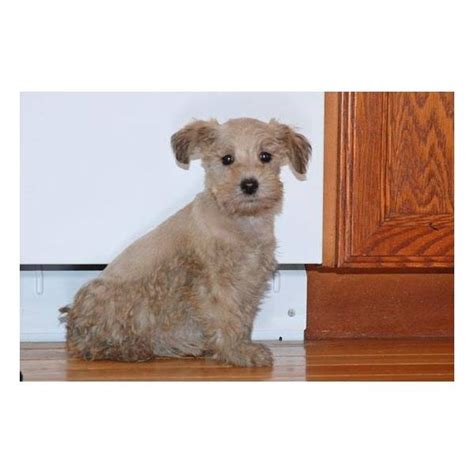 Schnoodle Cute And Fluffy