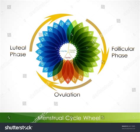 Menstrual Cycle Calendar Follicular Phase Ovulation Luteal Phase Stock Vector Illustration