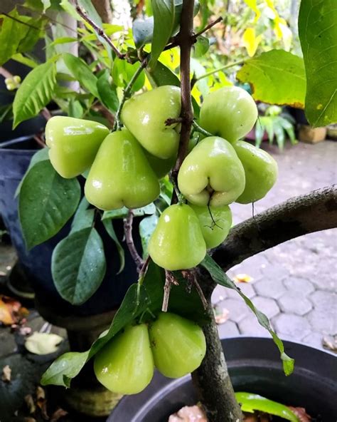 How To Grow Water Apple Growing Java Apples • India Gardening