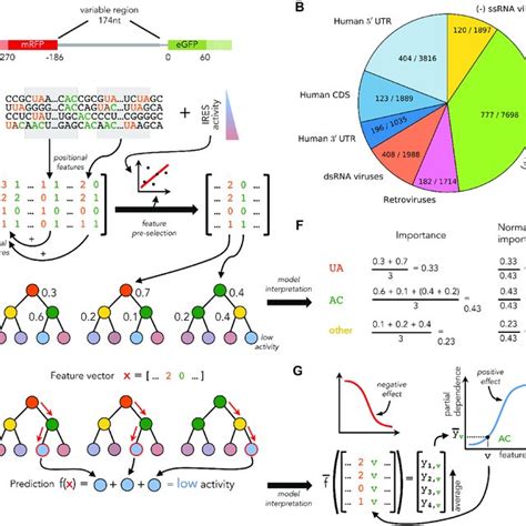 Overview Of Ires Global Sequence Features A Robust And Predictive Download Scientific